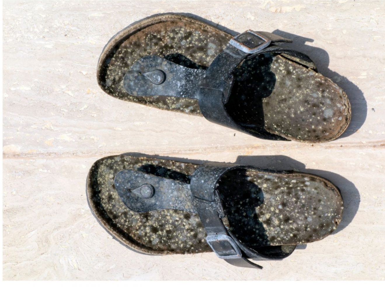 Do Humidifiers Cause Mold?