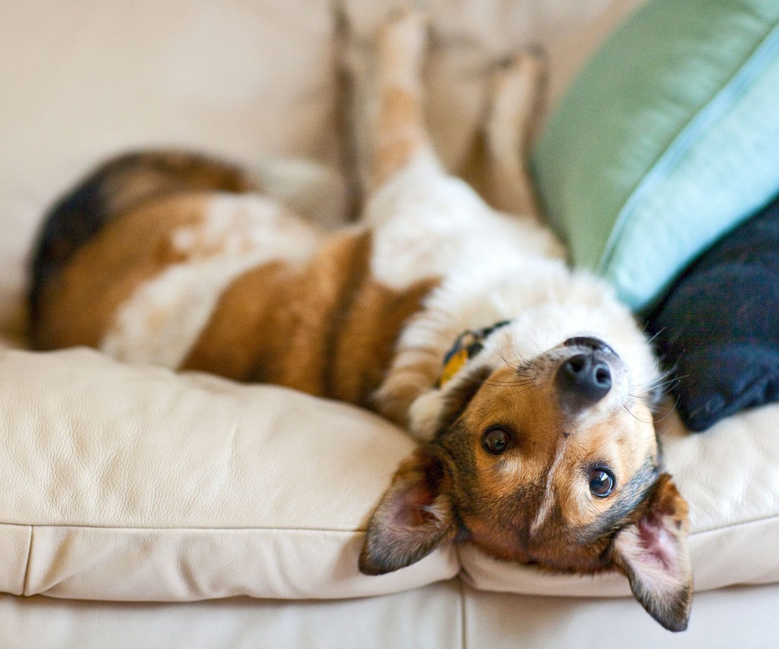 Can You Run an Air Purifier With the Window Open?